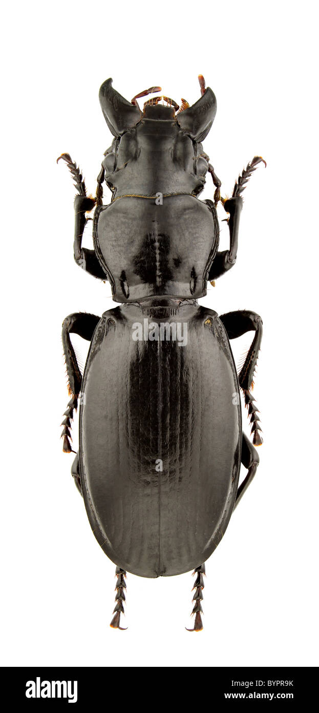 Percus strictus oberleitneri isolated on white background Stock Photo ...