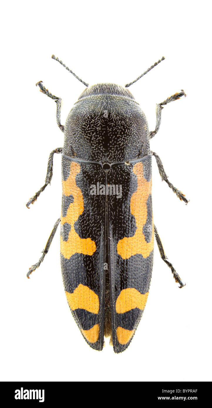 Ptosima undecimmaculata isolated on a white background Stock Photo - Alamy