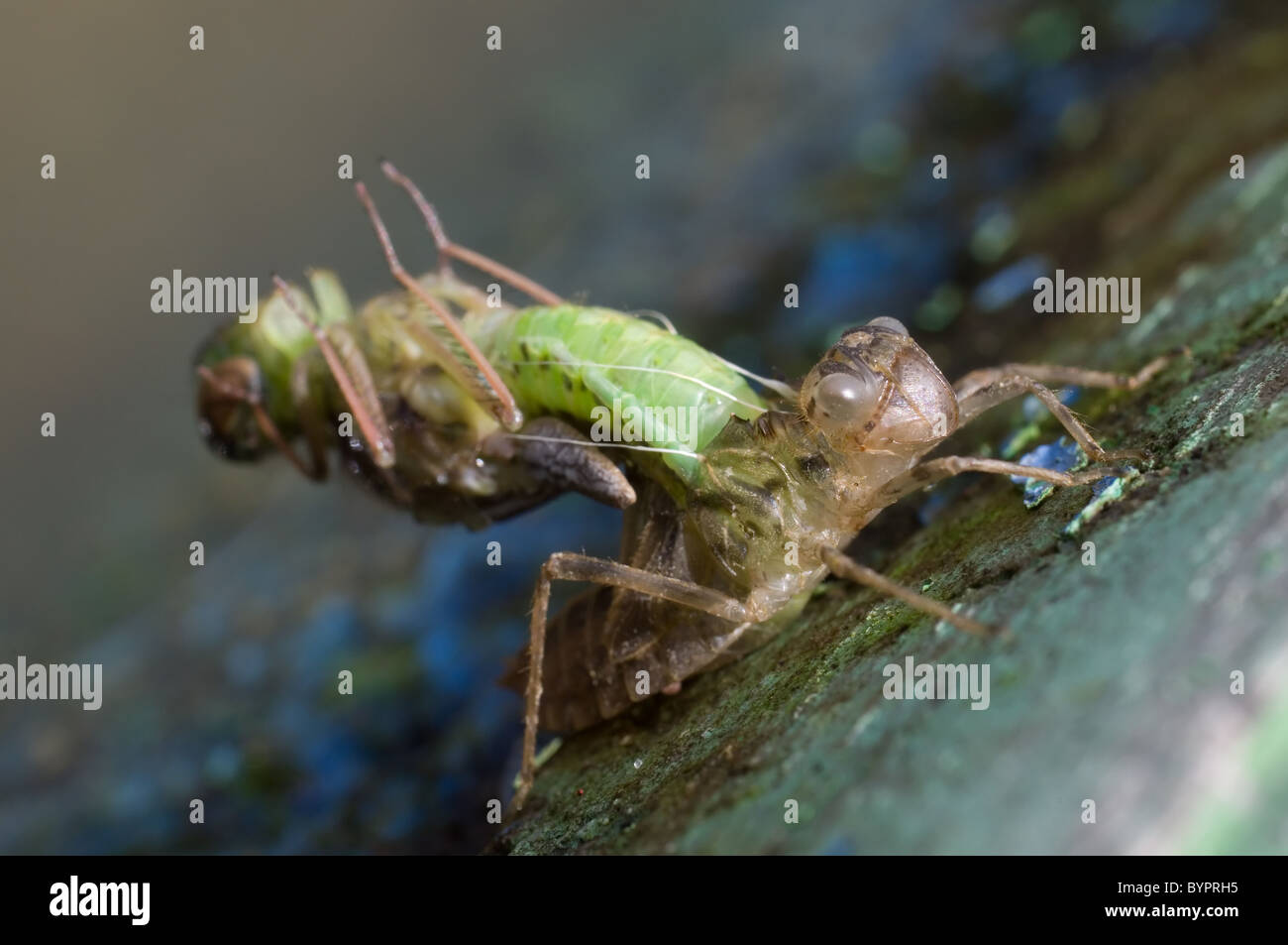 Photo of a Cardinal Meadowhawk dragonfly (Sympetrum illotum) during ...