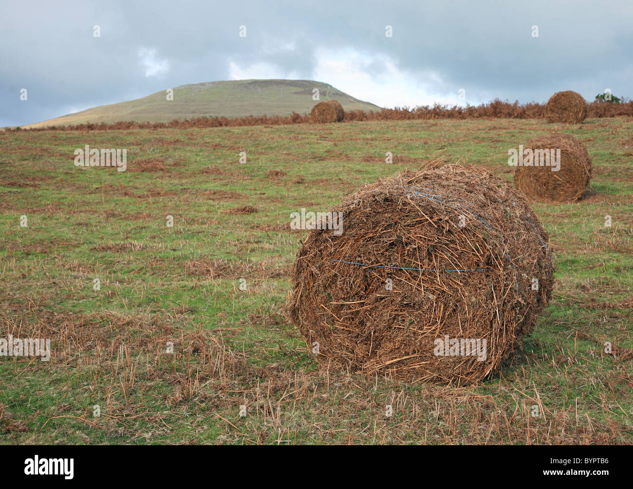 Bracken bales bale baled on the sugar loaf welsh hi-res stock ...