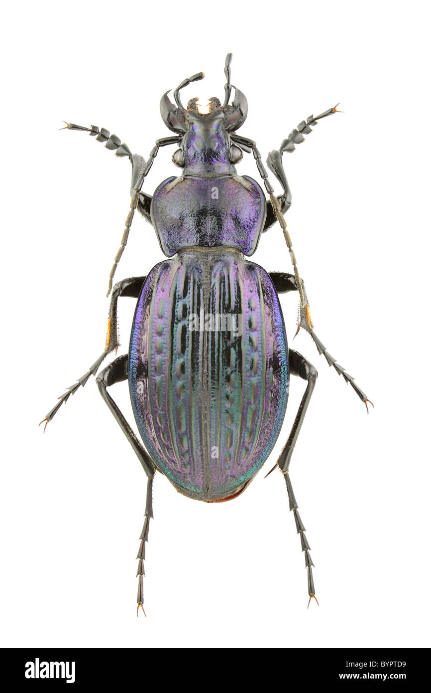 Male of Carabus ullrichii fastuosus isolated on white background Stock ...
