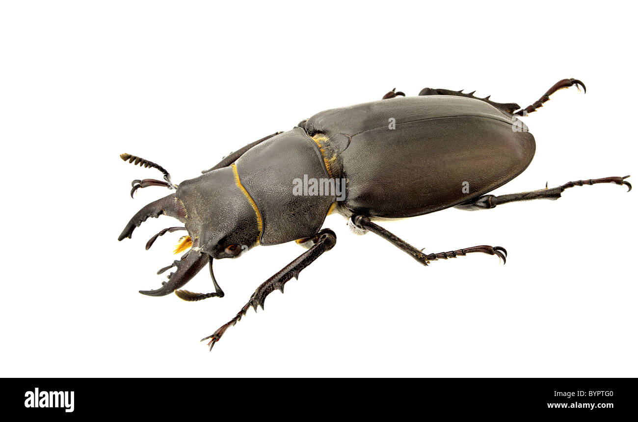 Male of Lucanus tetraodon isolated on white background Stock Photo - Alamy