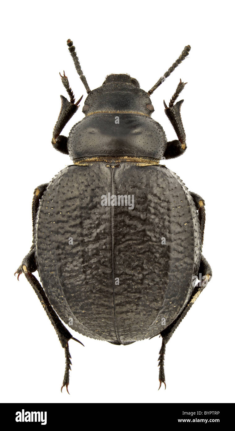 Pimelia goryi isolated on a white background Stock Photo - Alamy