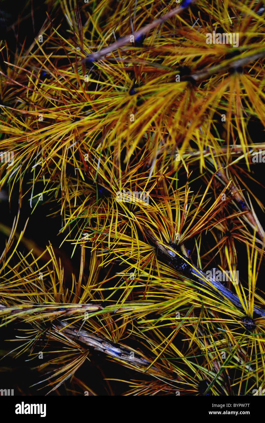 detail larch needles Stock Photo - Alamy