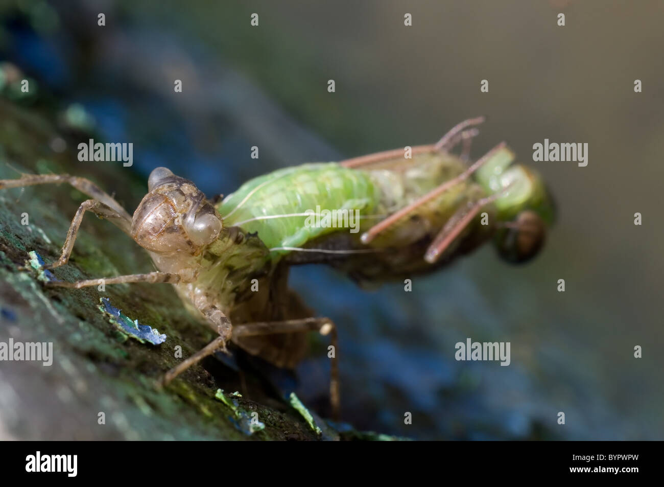 Photo of a Cardinal Meadowhawk dragonfly (Sympetrum illotum) during ...