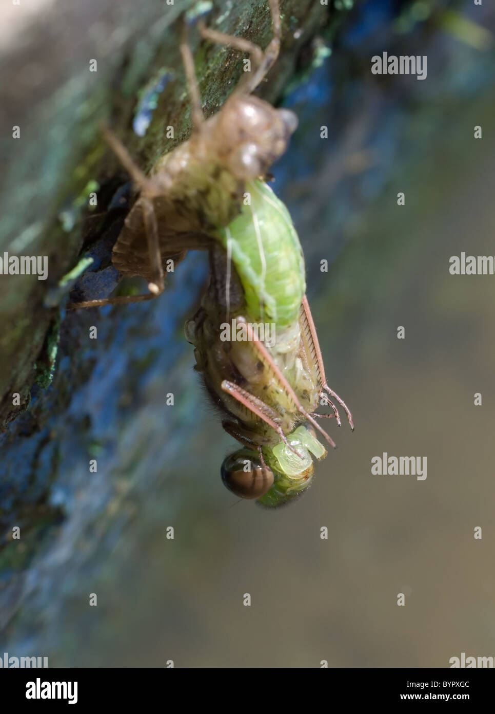 Photo of a Cardinal Meadowhawk dragonfly (Sympetrum illotum) during ...