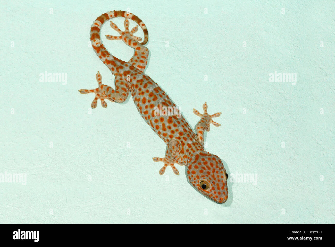 Tokay gecko hi-res stock photography and images - Alamy