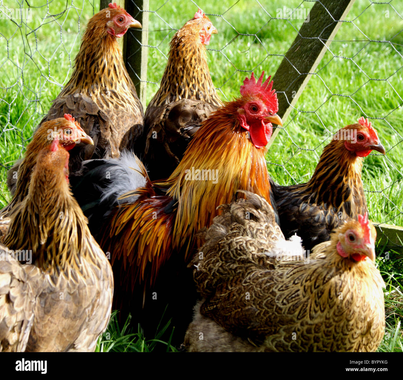 Dutch bantams hi-res stock photography and images - Alamy
