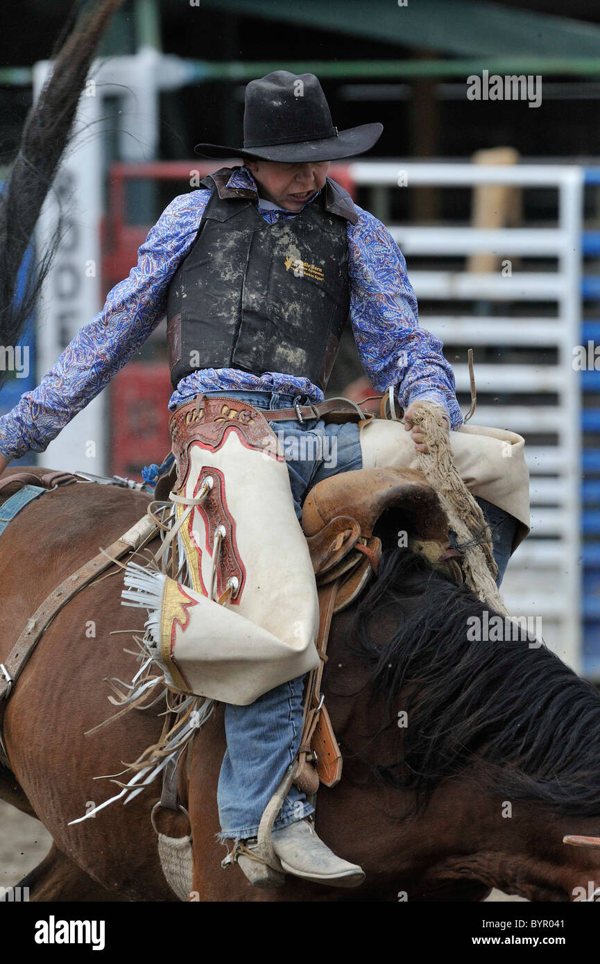Bronc horses hi-res stock photography and images - Alamy