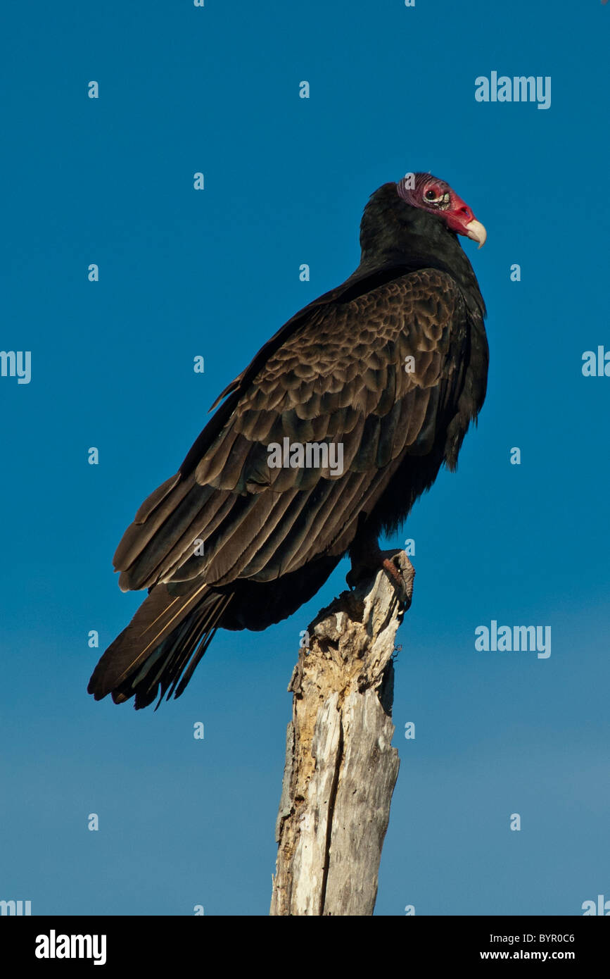Turkey hawk hi-res stock photography and images - Alamy
