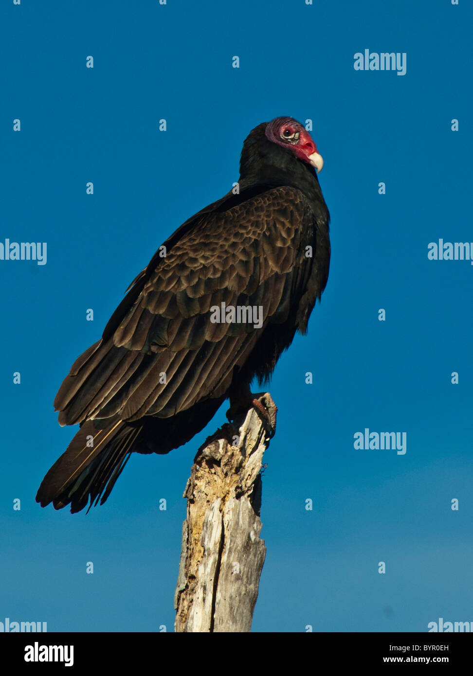Turkey Vulcher perched on top of dead tree Stock Photo - Alamy