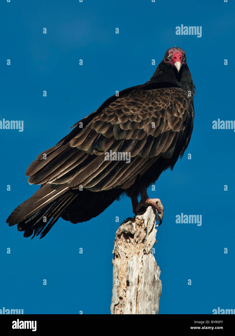 Turkey hawk hi-res stock photography and images - Alamy