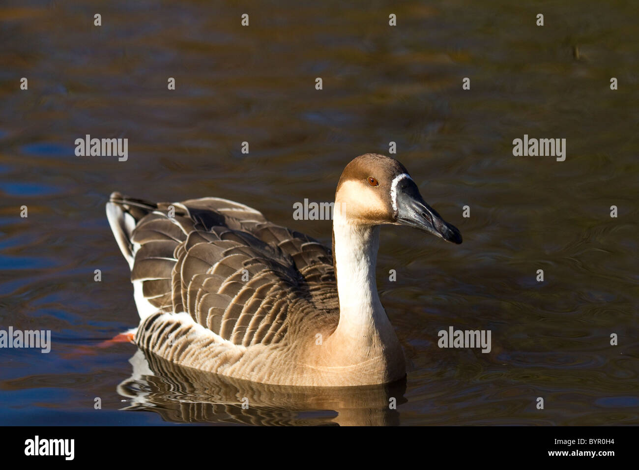 British native wild waterfowl hi-res stock photography and images - Alamy