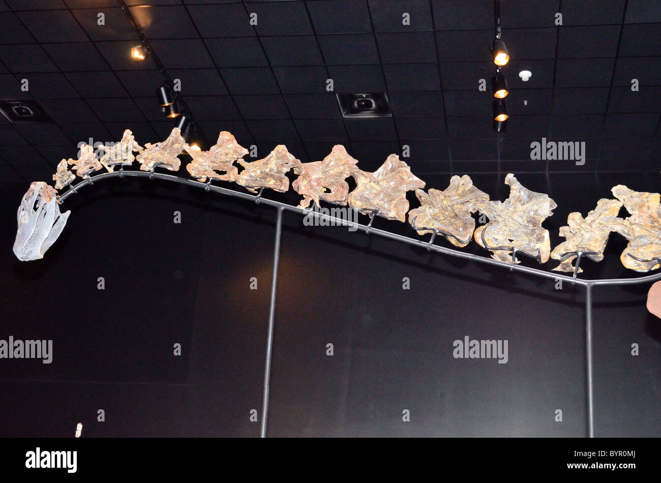 Diplodocus fossil hi-res stock photography and images - Alamy