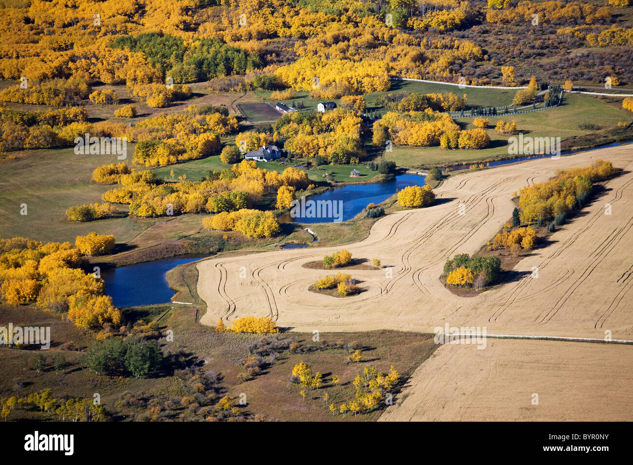 golden trees in autumn with ponds and a ripe grain field; alberta ...