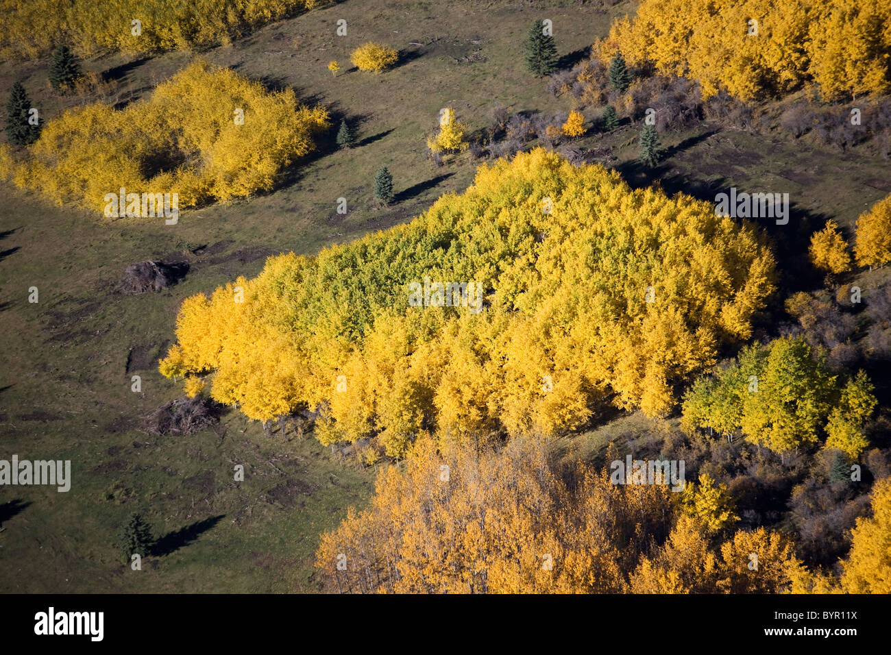 grouping of golden trees in autumn; alberta, canada Stock Photo - Alamy