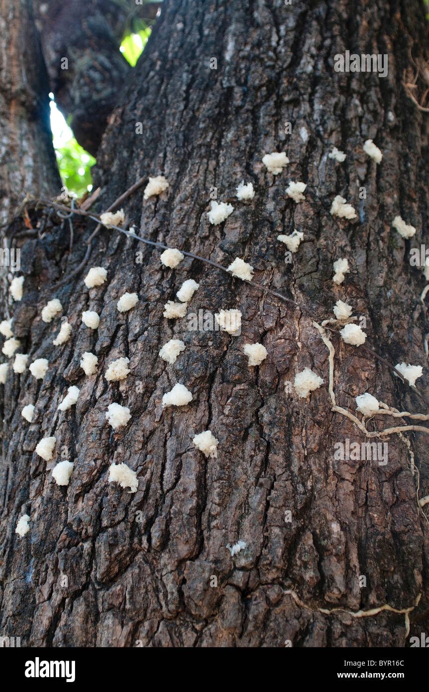 Strange tree bark hi-res stock photography and images - Alamy