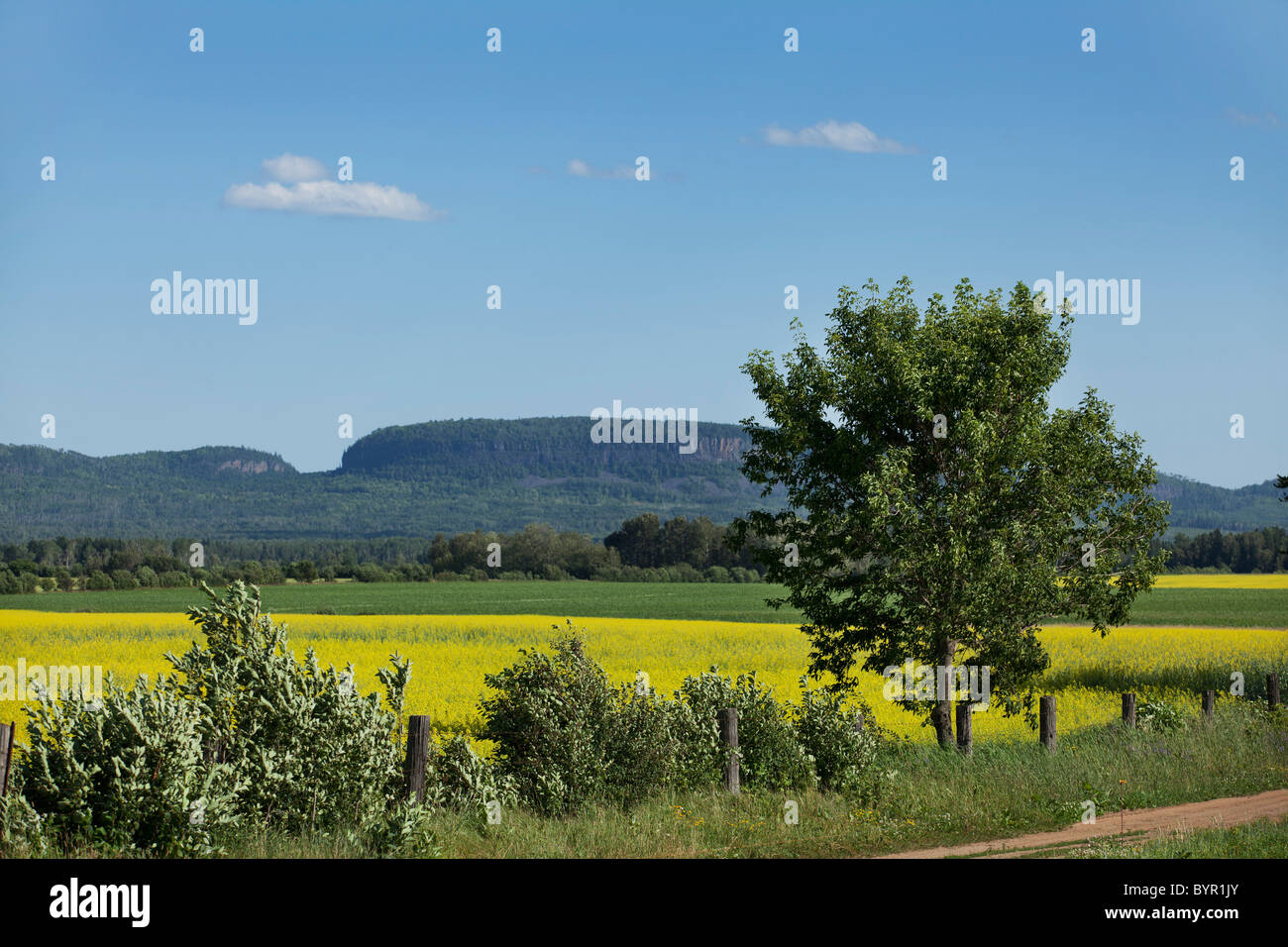 Canola oils hi-res stock photography and images - Alamy