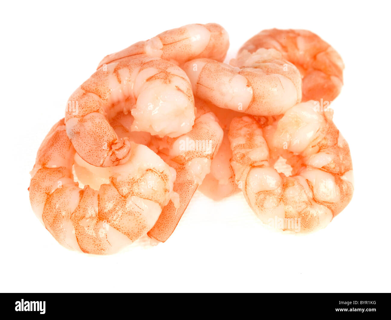 Handful cooked shelled prawns shellfish food sea cold portion shrimps ...