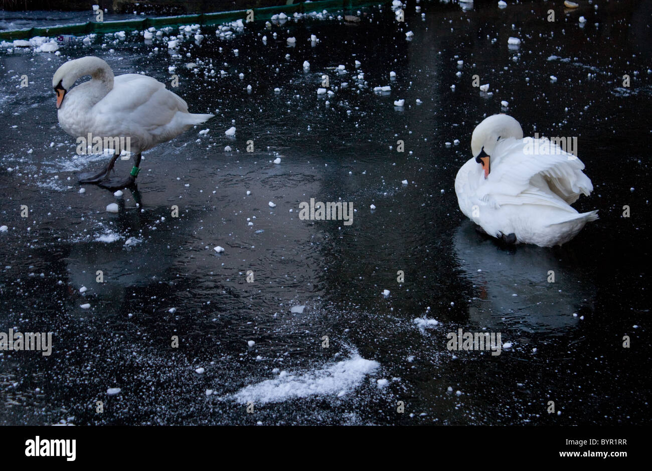 Frozen Canal Swans Stock Photo - Alamy