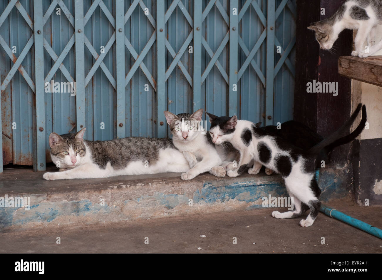 Cat and kittens, Savannakhet, Laos Stock Photo - Alamy