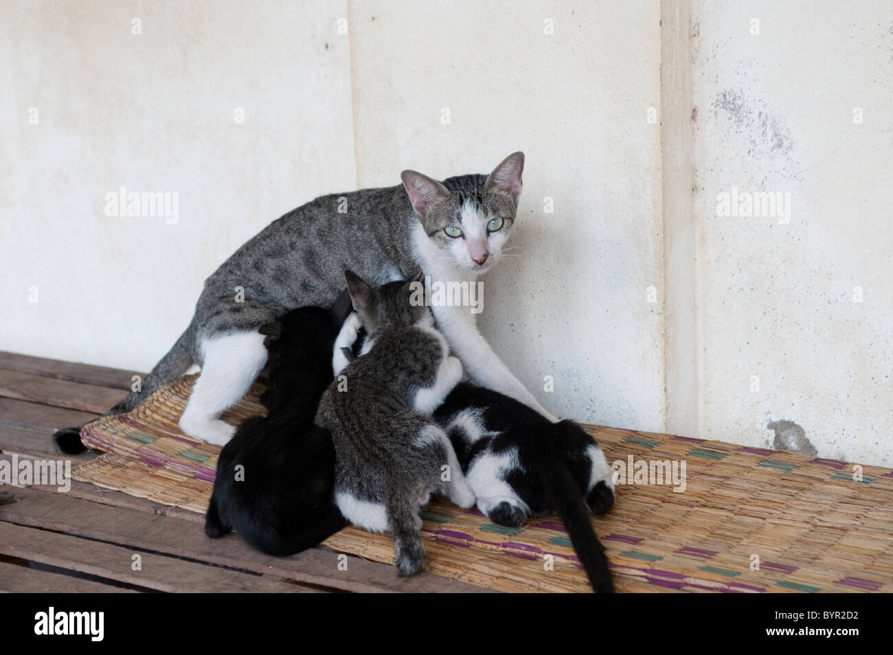 Lao kitten hi-res stock photography and images - Alamy