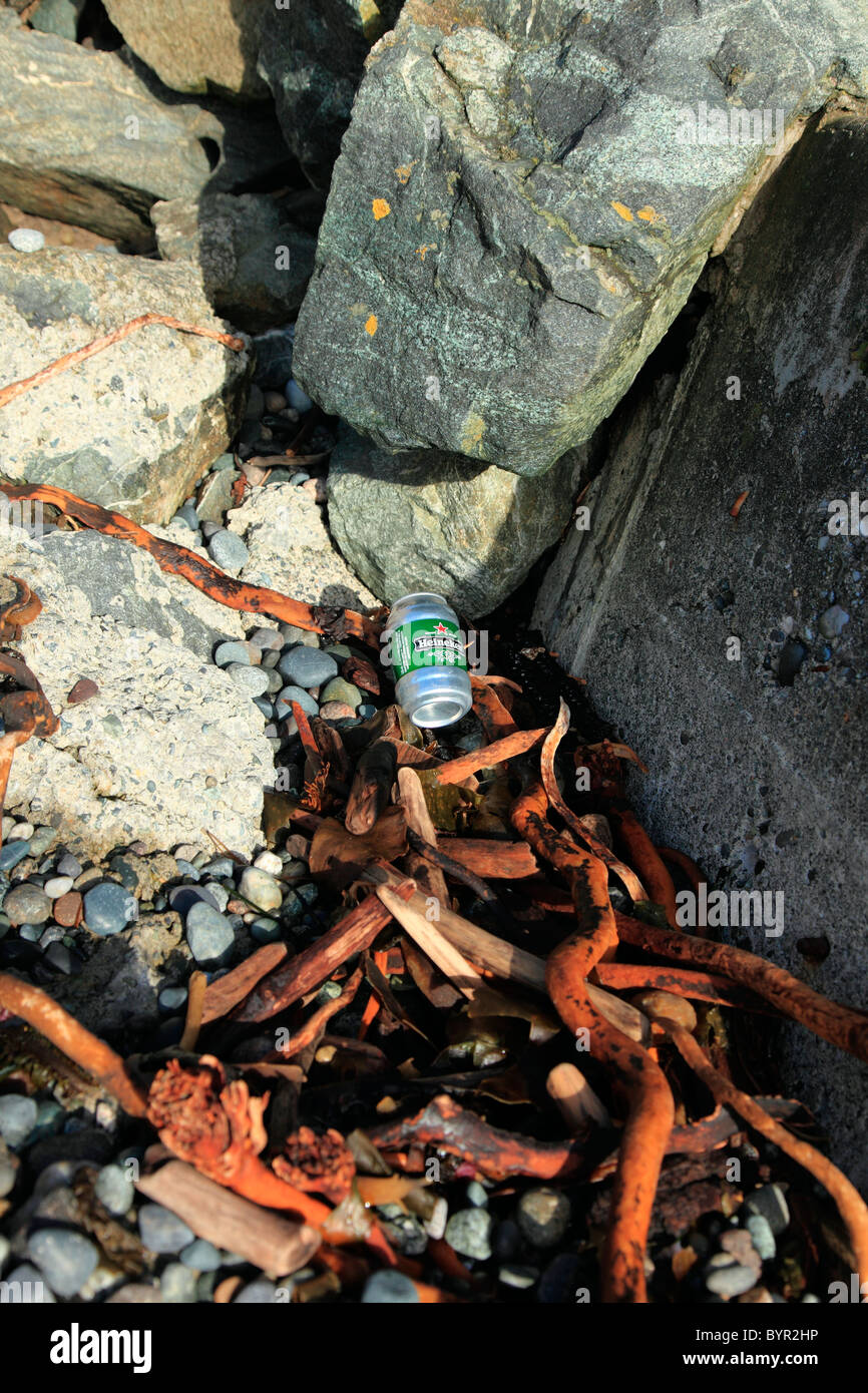 trash beer can on dried seaweed and rocks at beach Stock Photo - Alamy