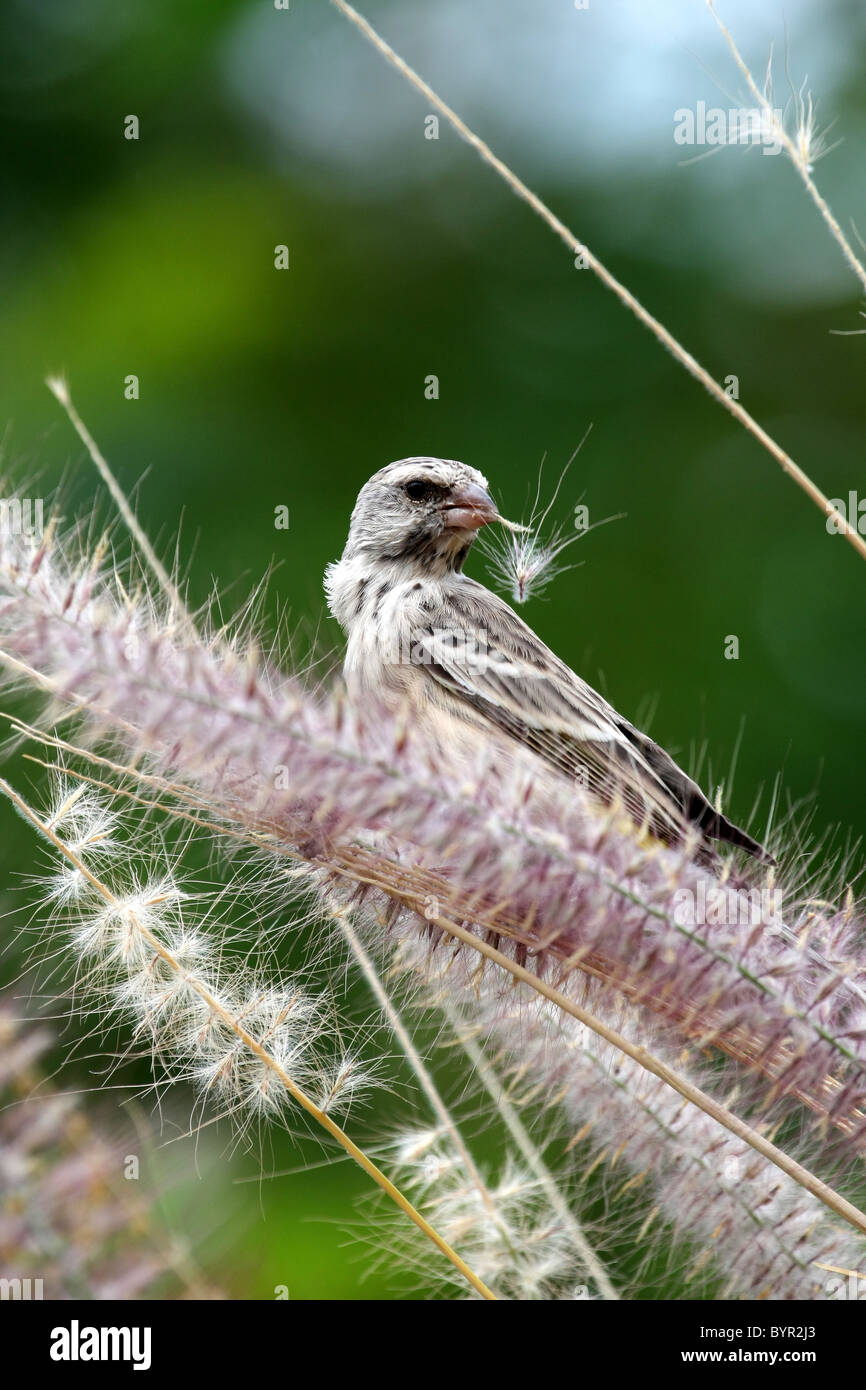 Female Southern Masked Weaver Stock Photo - Alamy