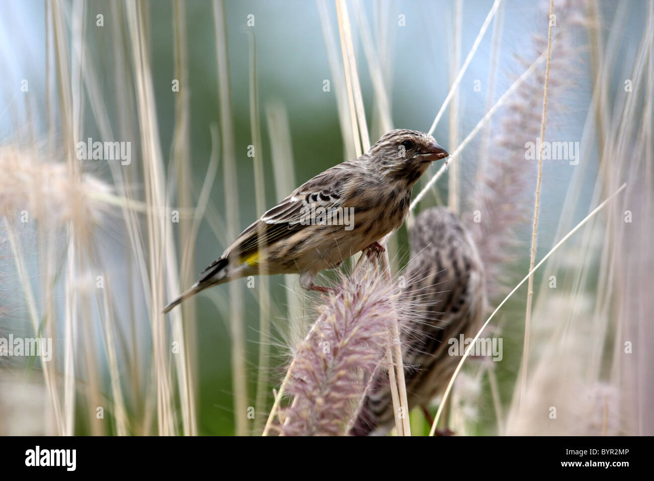 Female weaver hi-res stock photography and images - Alamy