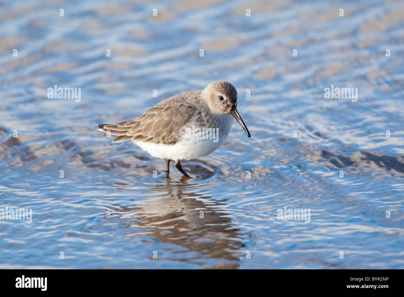 Dunlin winter uk hi-res stock photography and images - Alamy