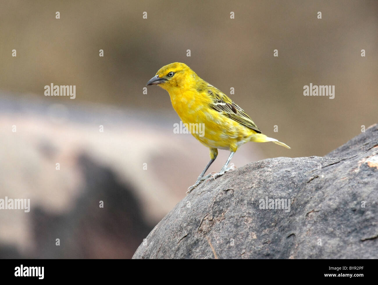 Female lesser masked weaver hi-res stock photography and images - Alamy