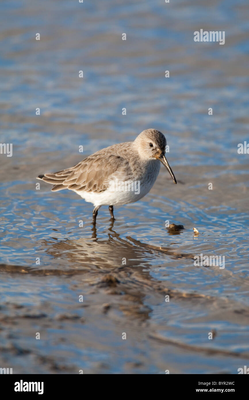 Dunlin uk marsh hi-res stock photography and images - Alamy