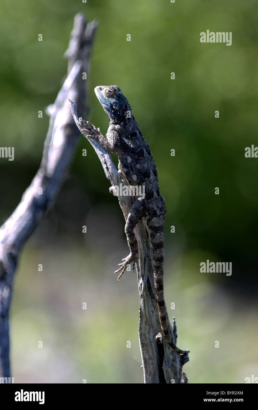 Agama etoshae hi-res stock photography and images - Alamy