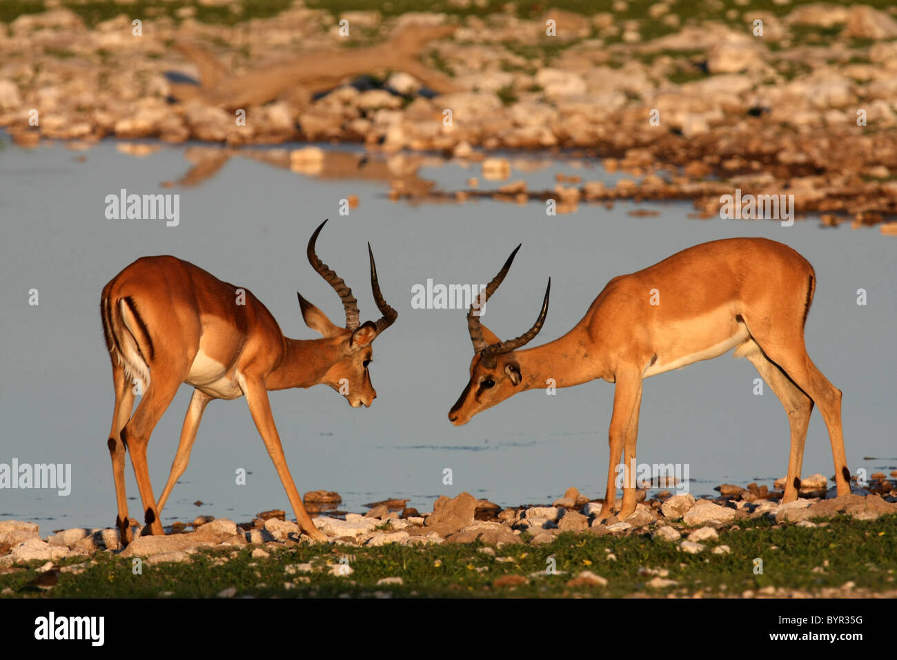 Fighting impala hi-res stock photography and images - Alamy