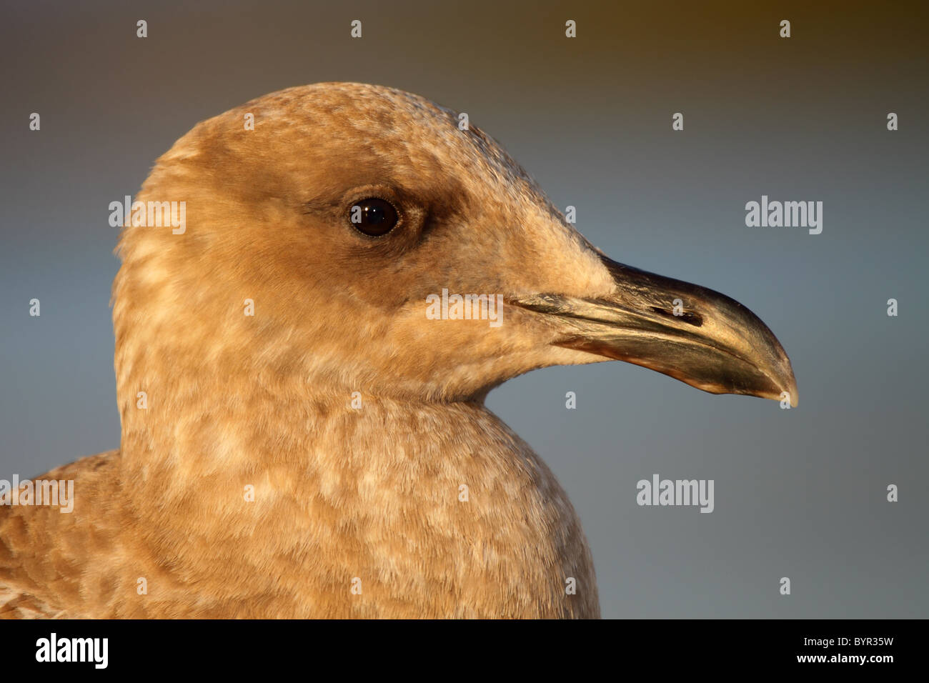 A Western Gull in 1st year plumage Stock Photo - Alamy