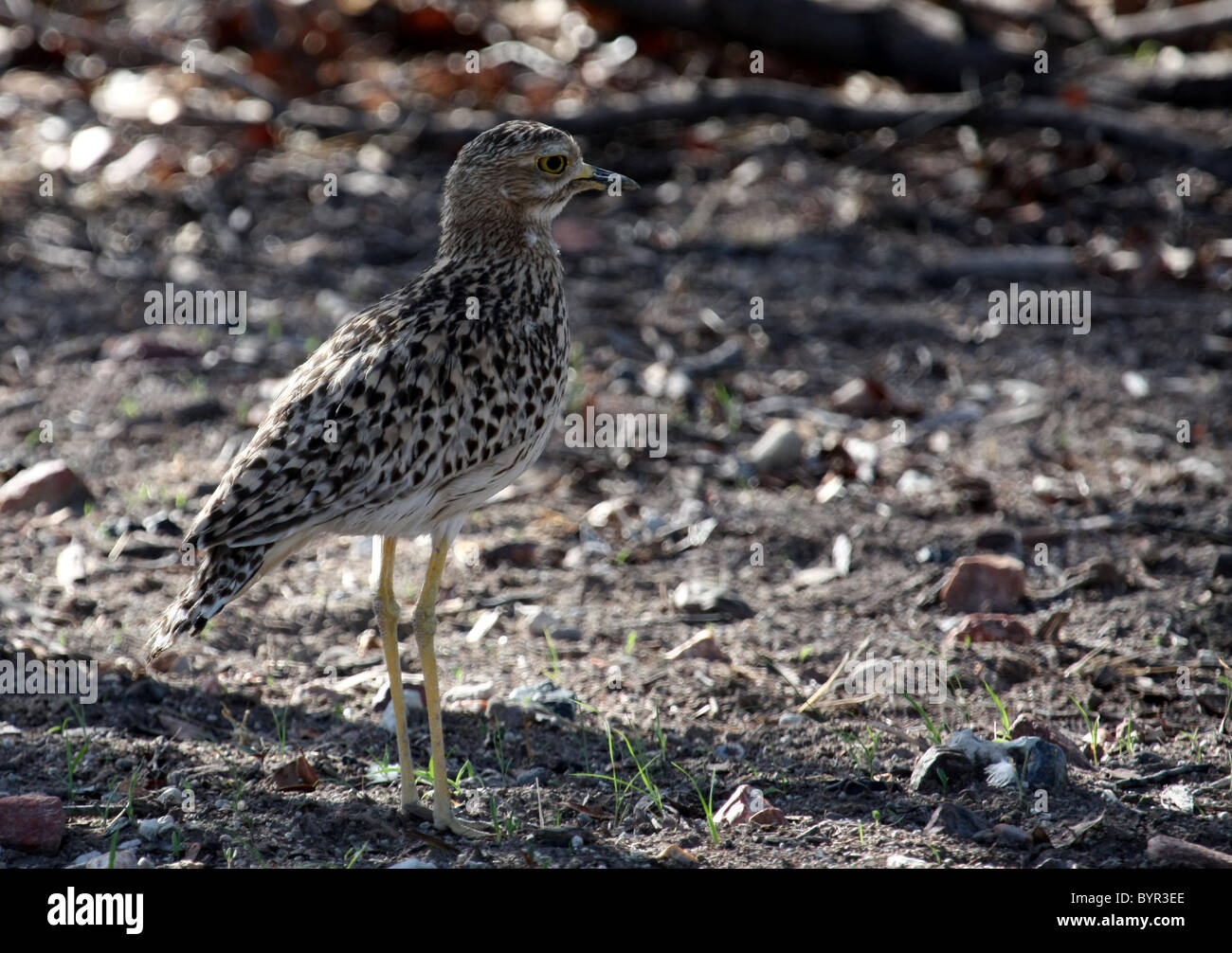 Spotted dikkop hi-res stock photography and images - Alamy