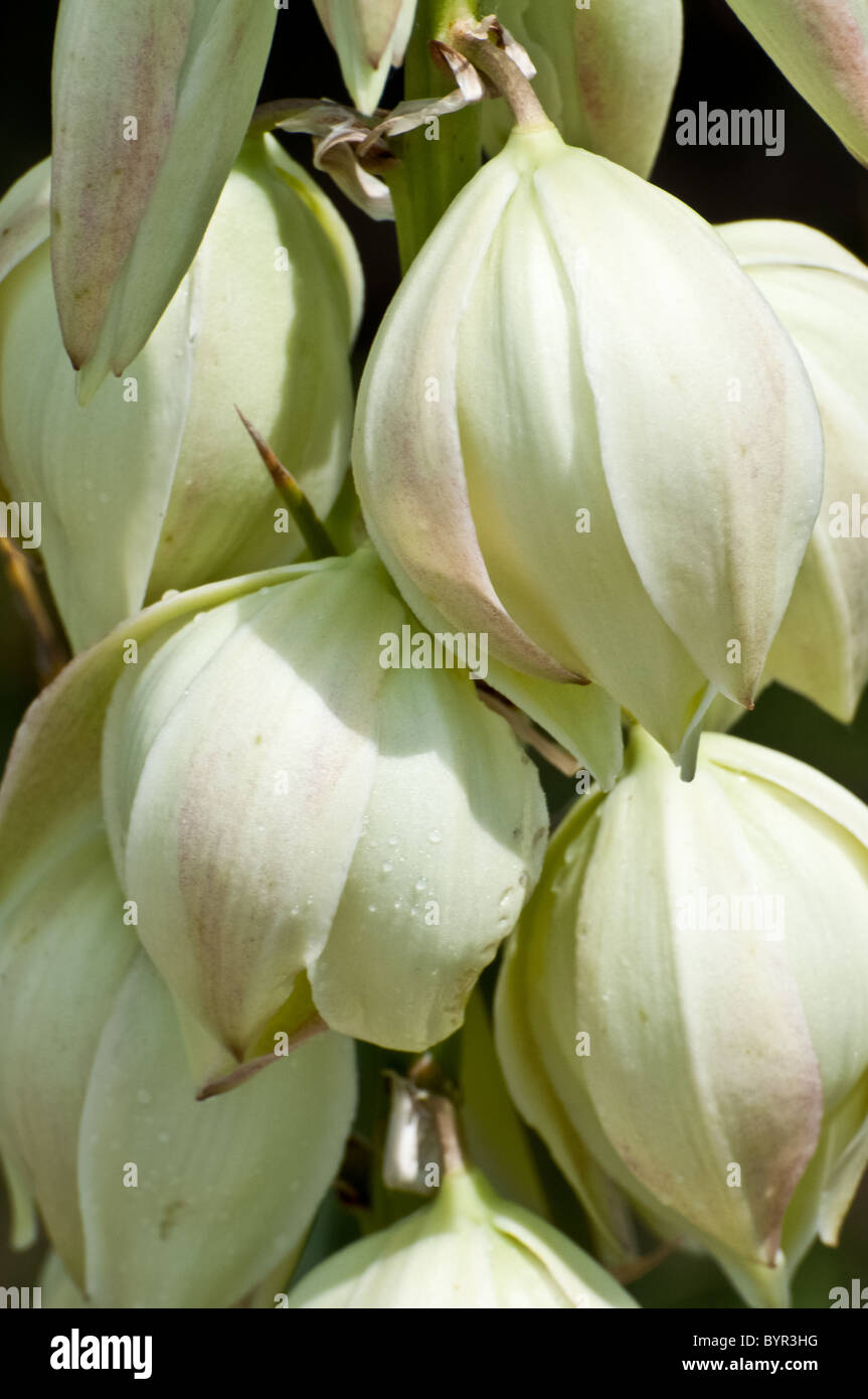 Whipplei hi-res stock photography and images - Alamy