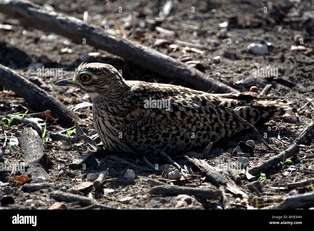 Dikkop hi-res stock photography and images - Alamy