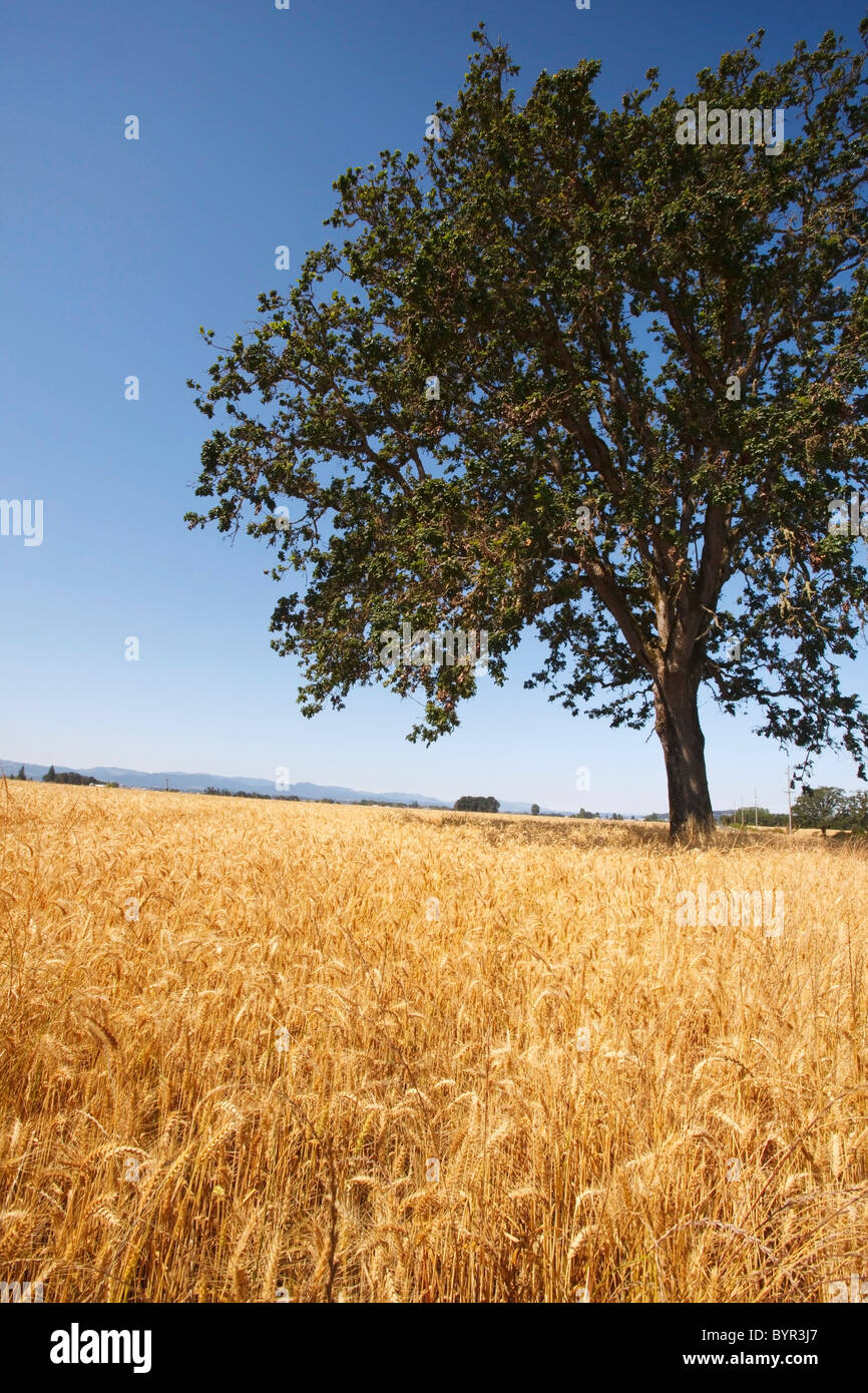 a tree in a wheat field in willamette valley; oregon, united states of ...