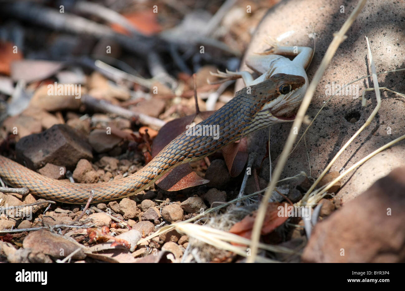 Sand snake hi-res stock photography and images - Alamy