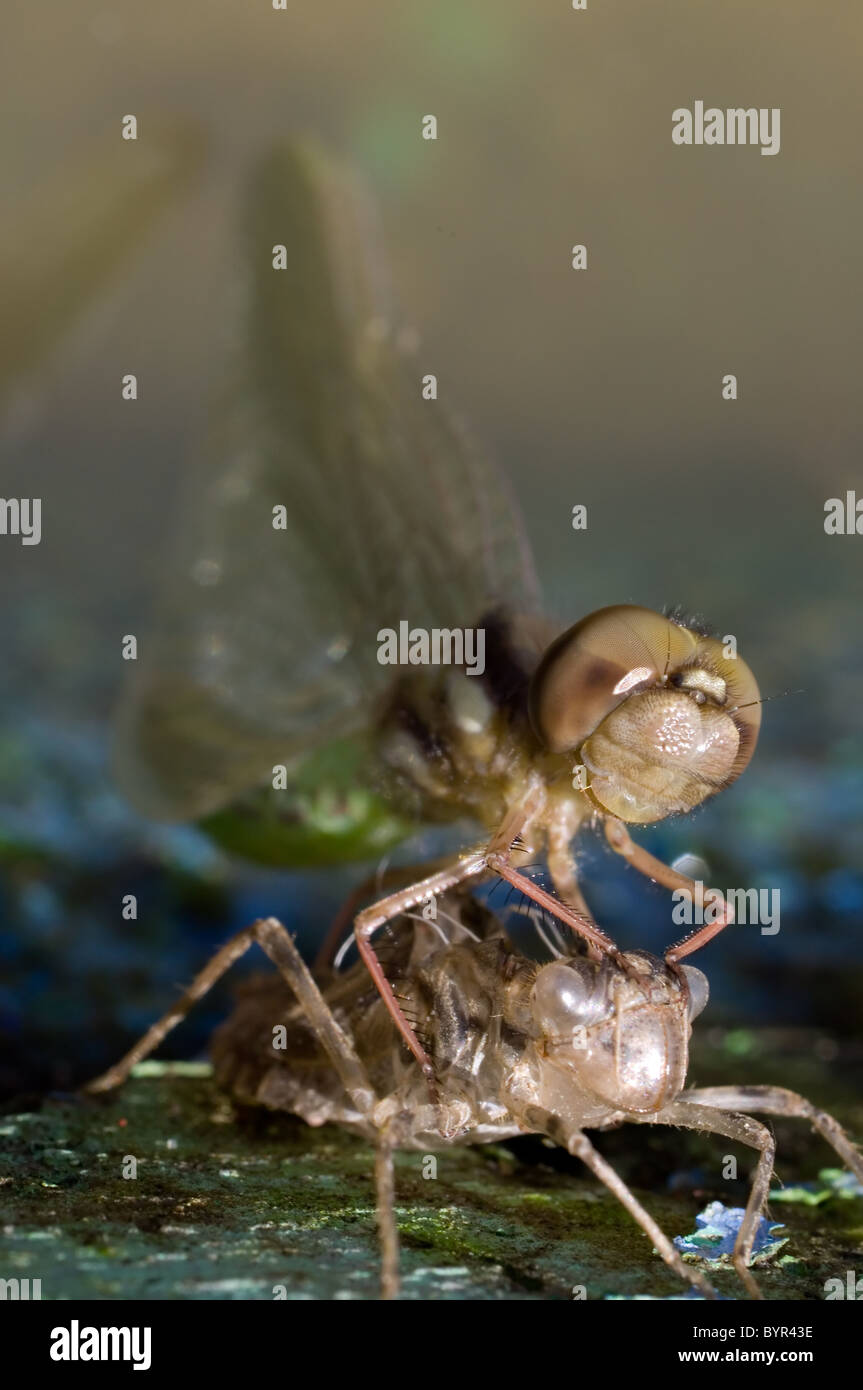 Photo of a Cardinal Meadowhawk dragonfly (Sympetrum illotum) during ...