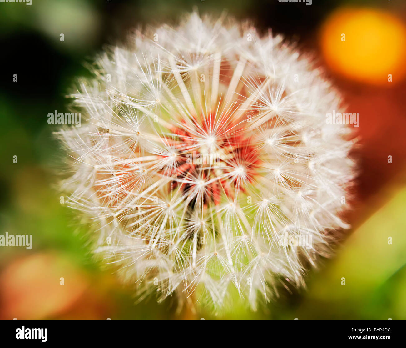 Noxious orange hi-res stock photography and images - Alamy