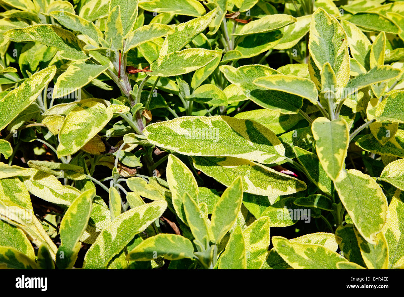 Stem variegated colorful hi-res stock photography and images - Alamy