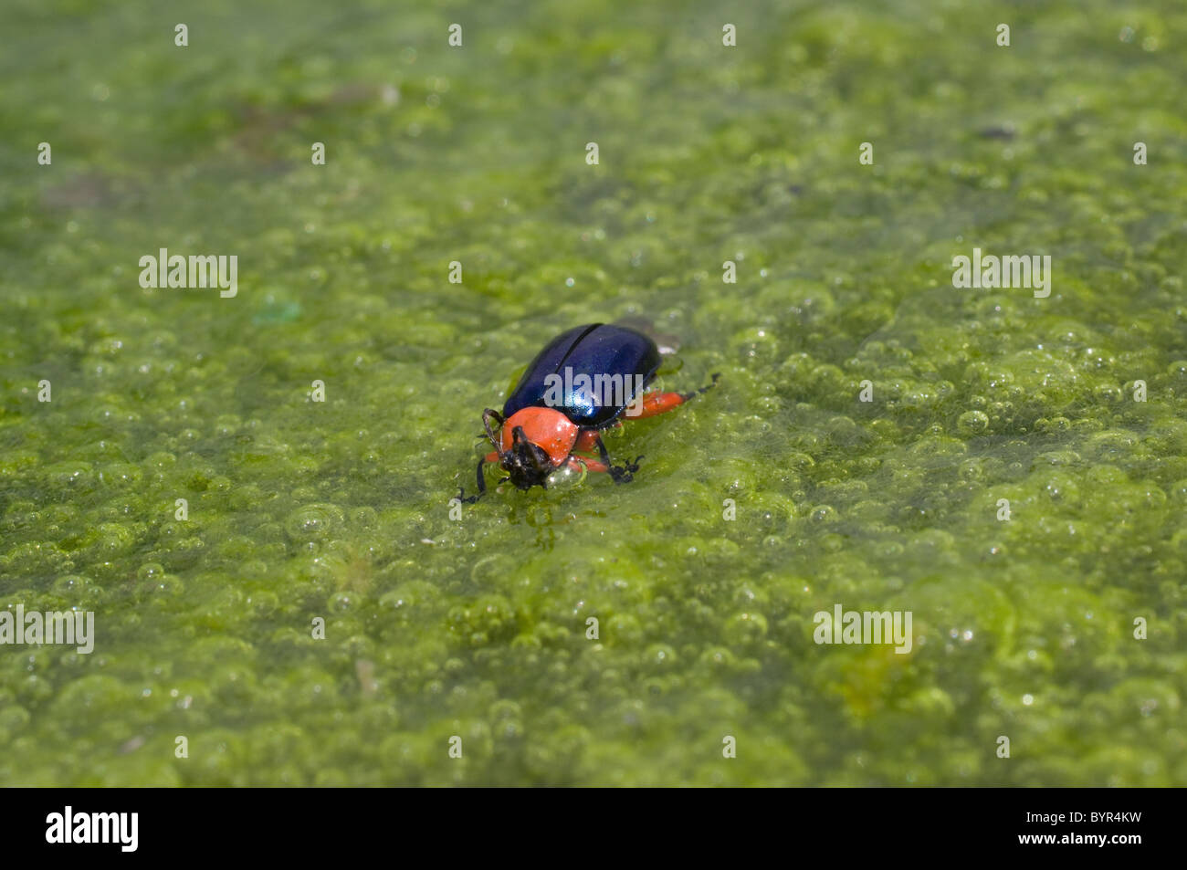 Blue Metallic Beetle High Resolution Stock Photography and Images - Alamy
