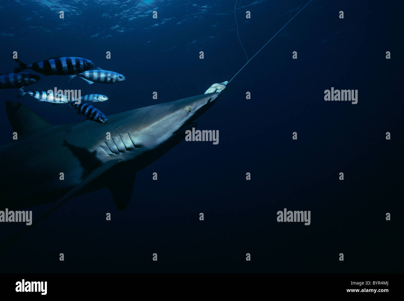 Pilot Fish (Naucrates ductor) school around hooked Oceanic Blacktip ...