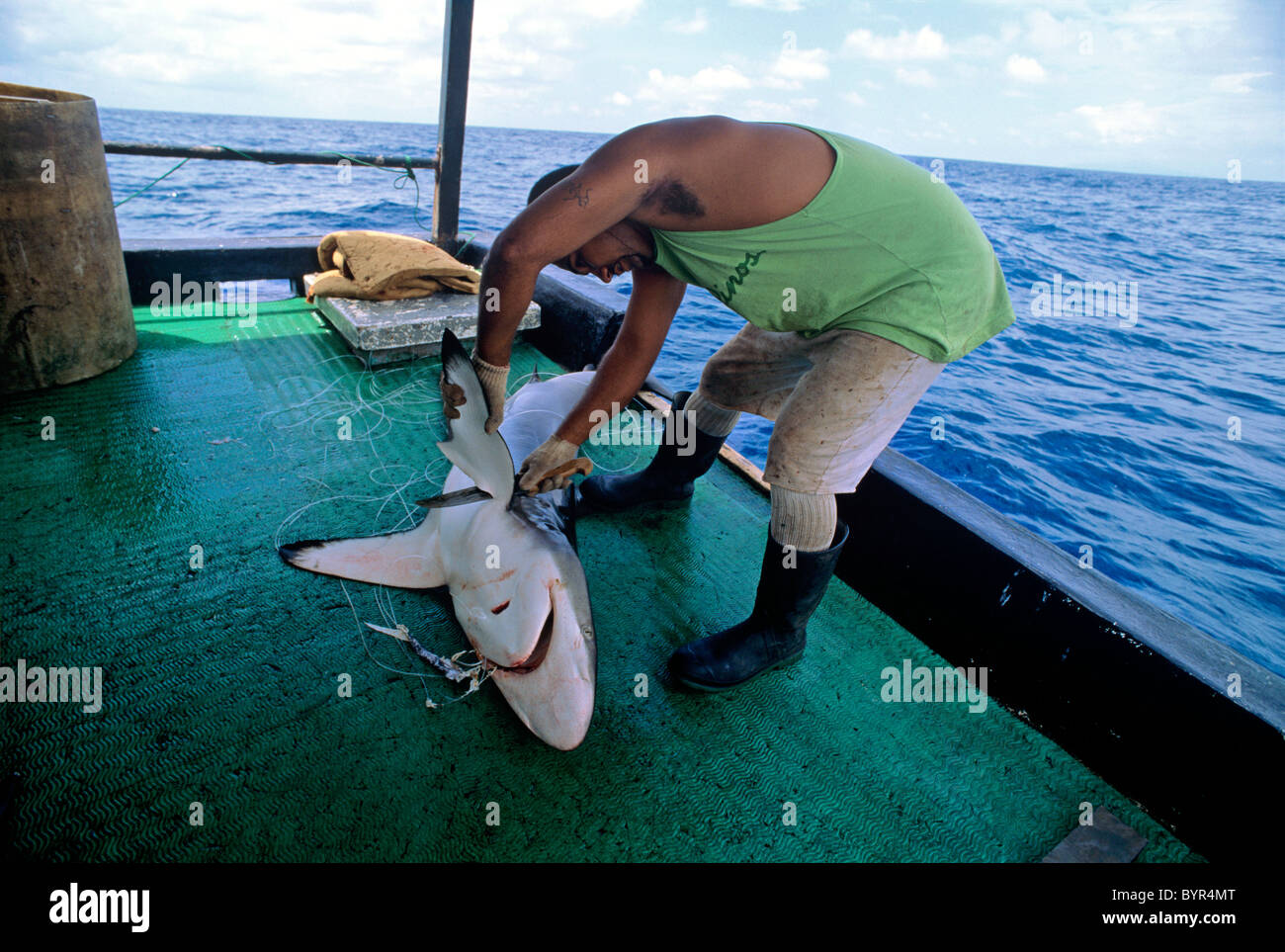 Long-line fisherman cutting fins from Oceanic Blacktip Shark ...