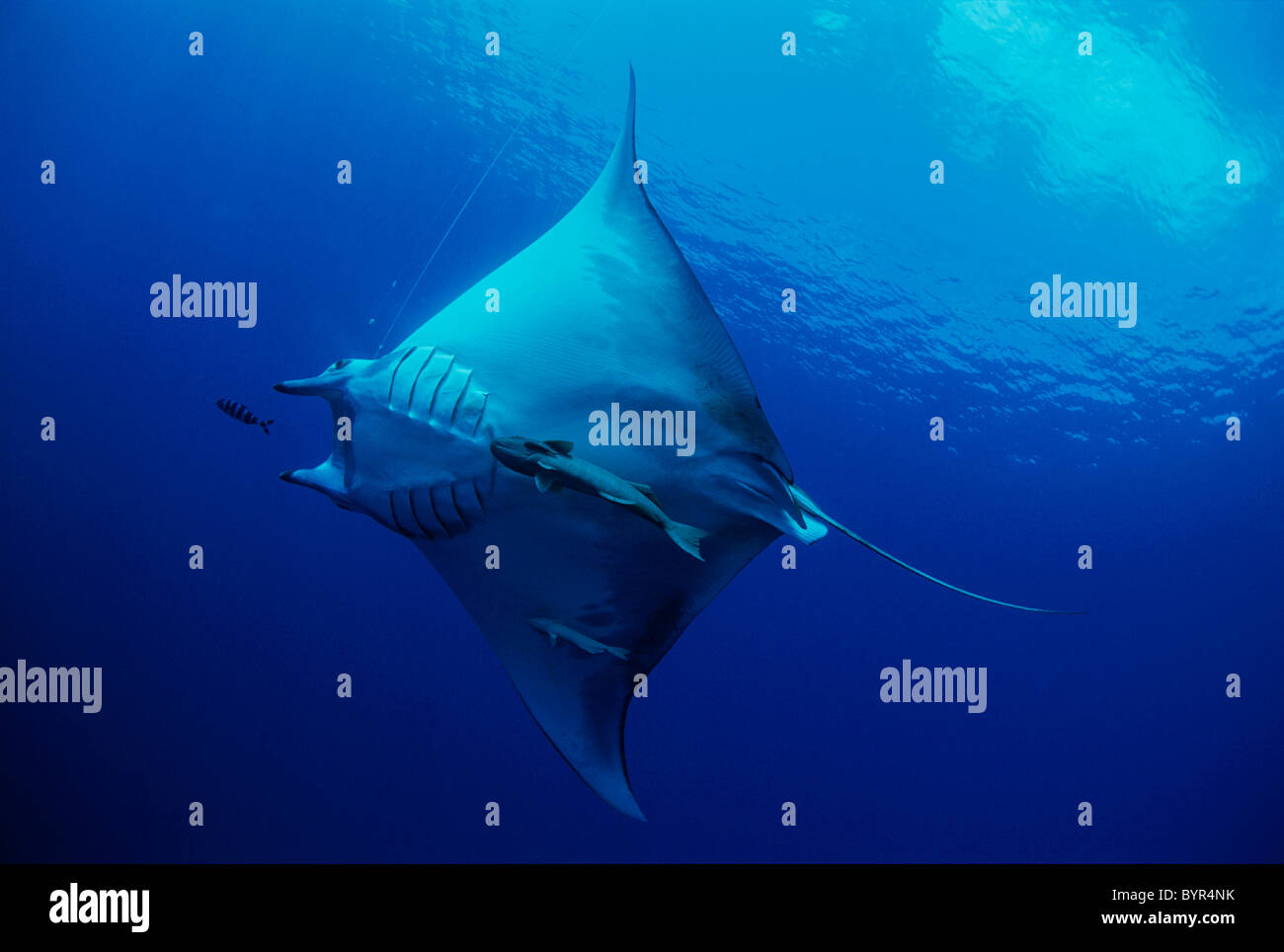Manta Ray (Manta birostris) hooked on long line. Cocos Island, Costa ...