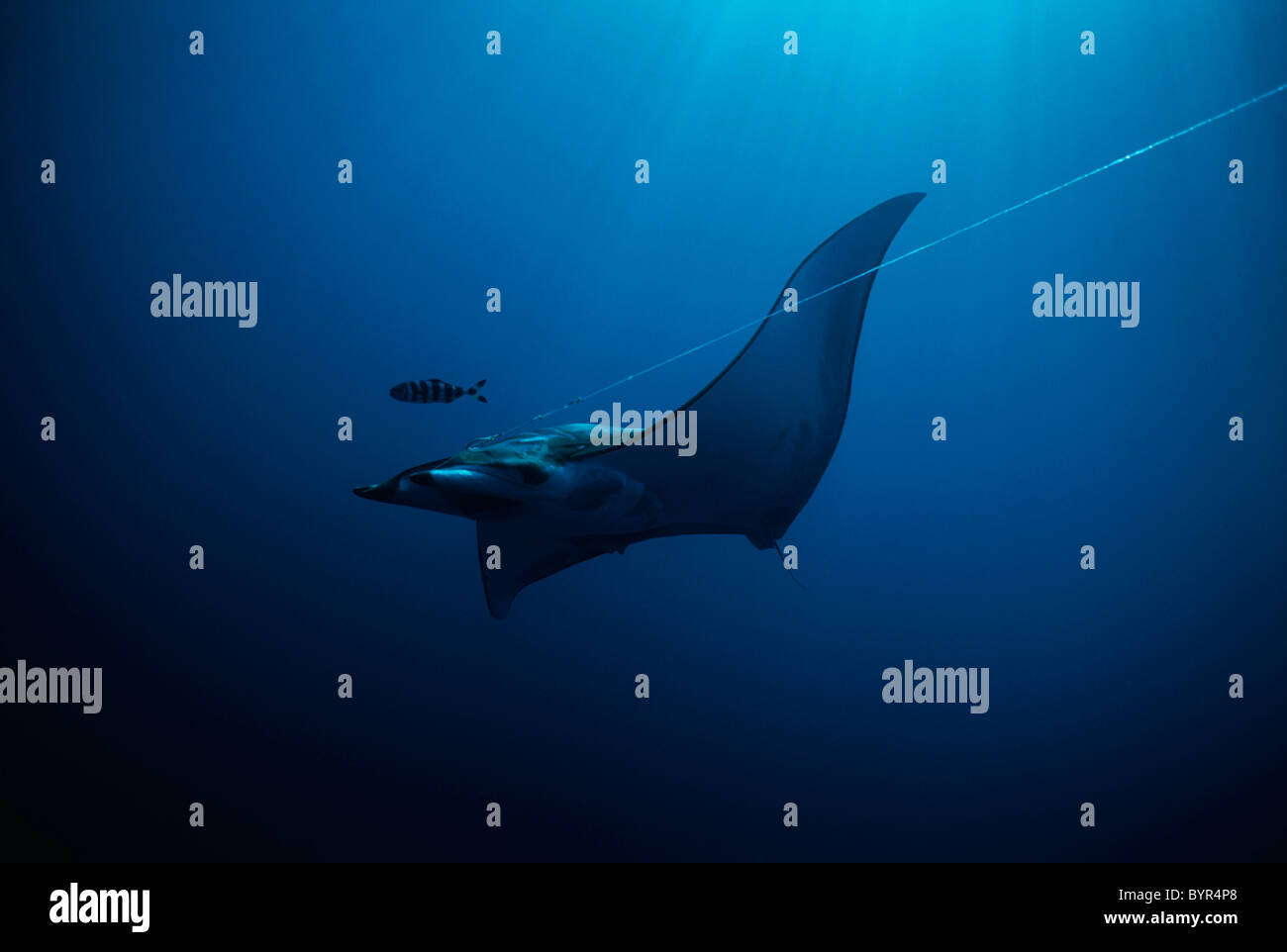 Manta Ray (Manta birostris) hooked on long line. Cocos Island, Costa ...