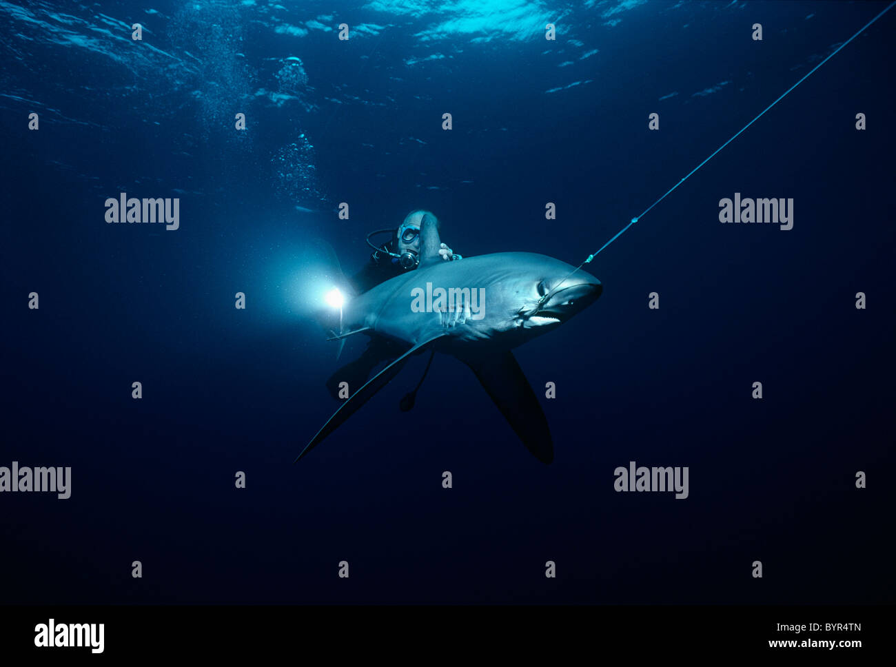 Big eye thresher shark hi-res stock photography and images - Alamy