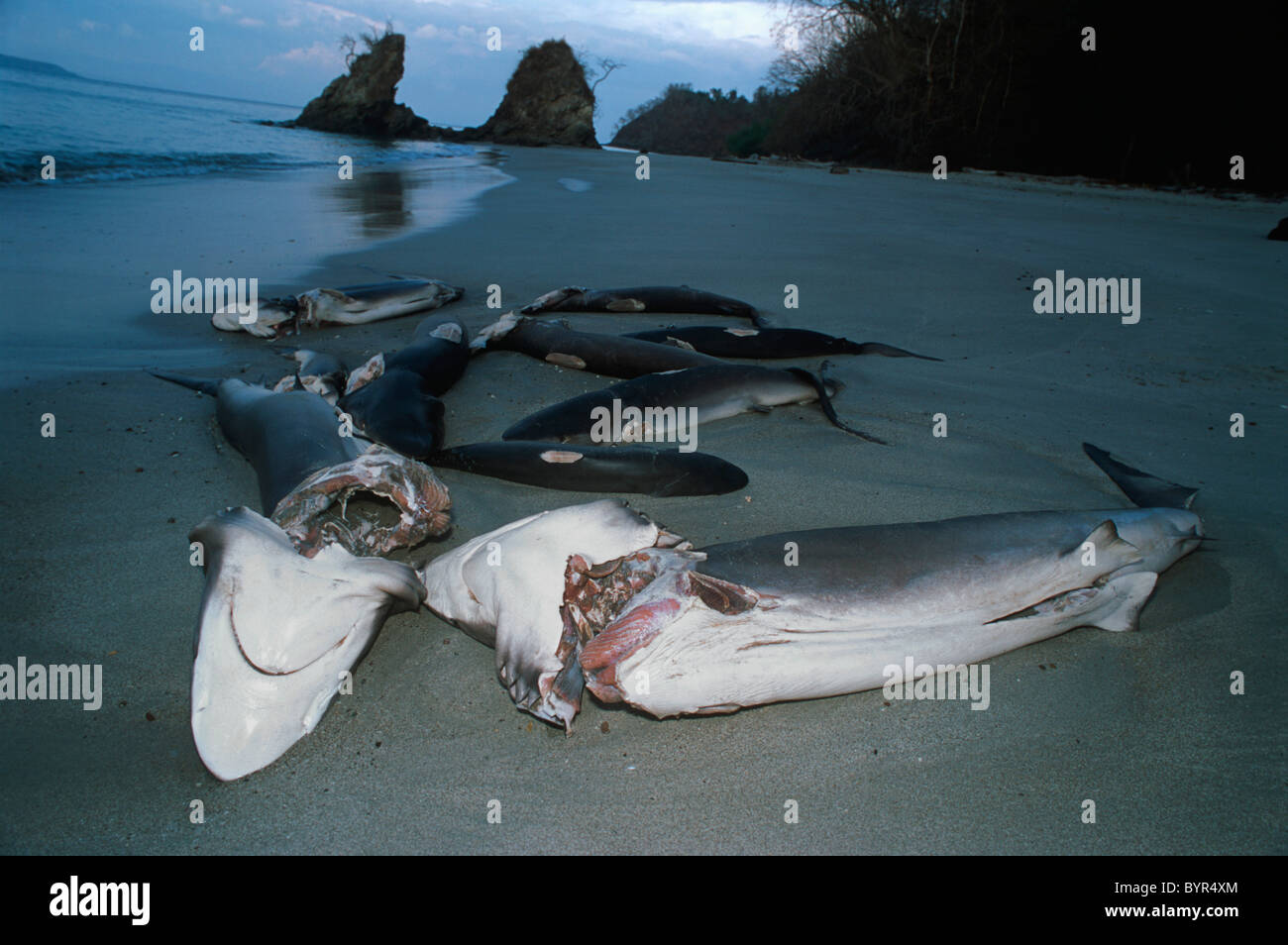 Sharks finned alive and thrown overboard, drown and wash up on beach ...